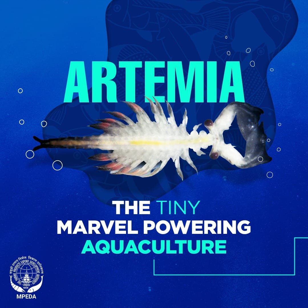 Brine Shrimp (Artemia): The Tiny Marvel Revolutionizing Aquaculture ...