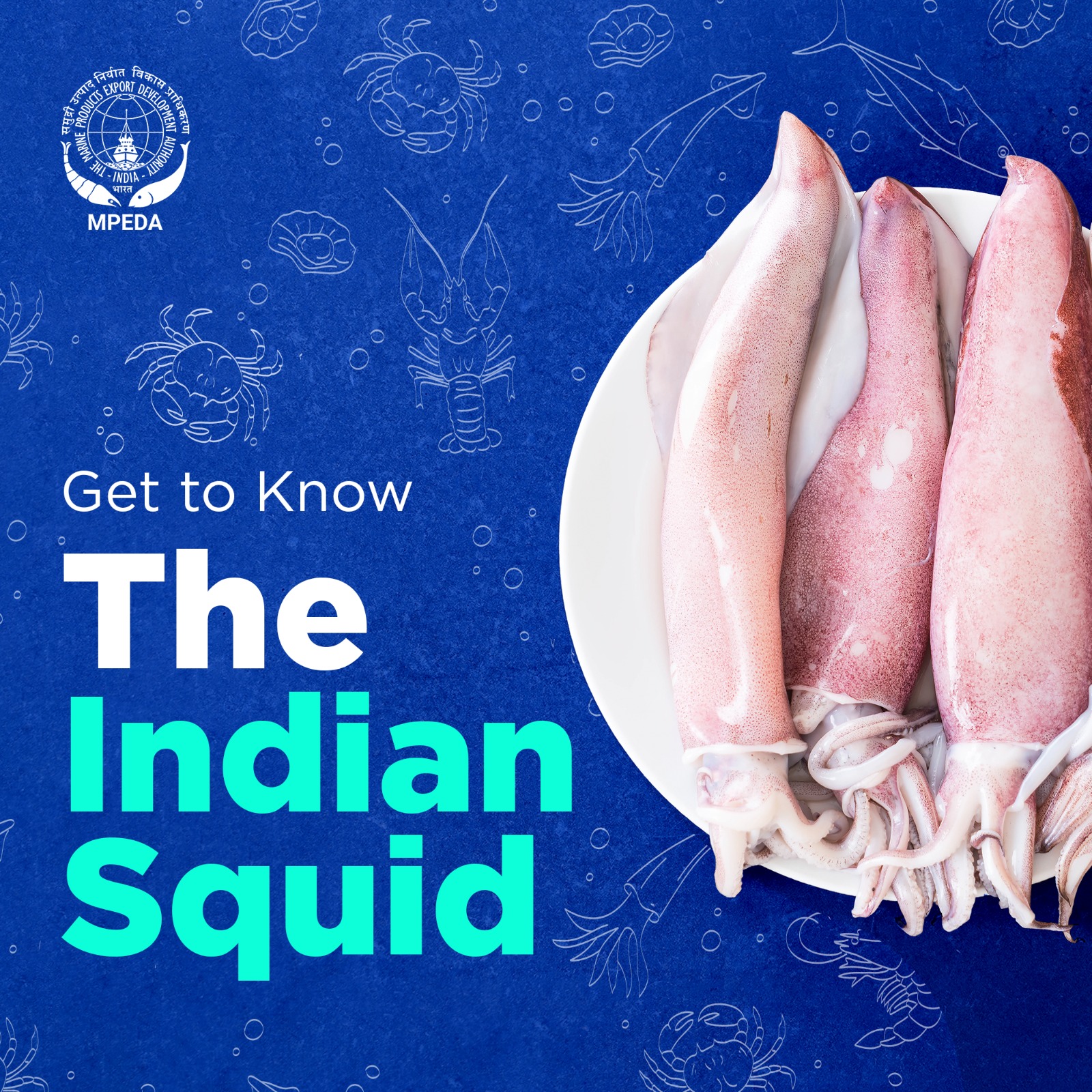 The Indian Squid: A Gift from the Indian Ocean to Tantalize Your Taste ...